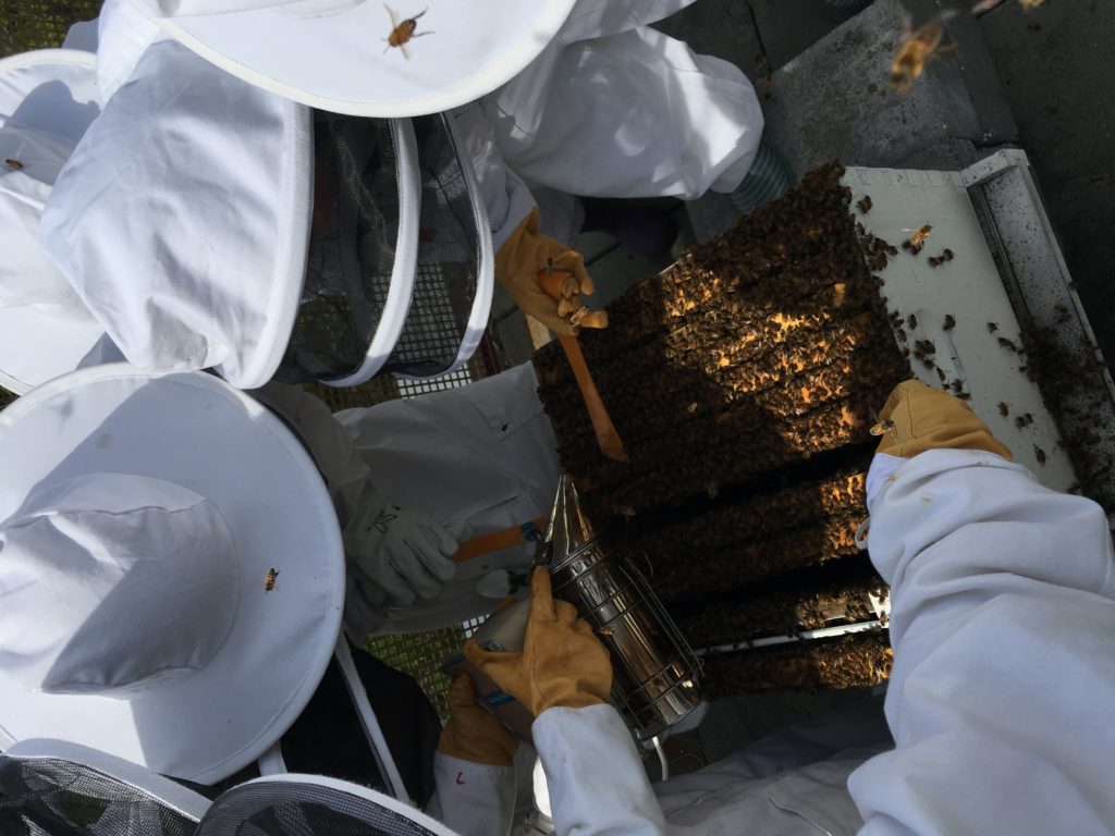 The Ashley Hall Bee Program | Private School in Charleston, SC